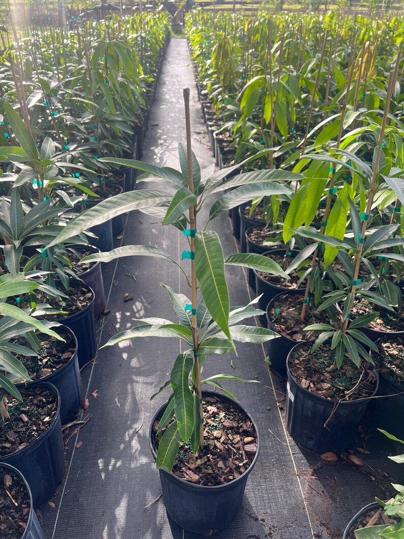 Grafted Mango Trees (tommy-carrie) - 3-gallon Grafted Mango Trees, 2-3 ...