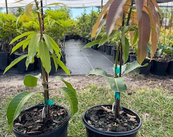 Lemon Zest Mango Tree - Grafted Tree - 1 Feet Tall -grafted - Ship in 6 ...