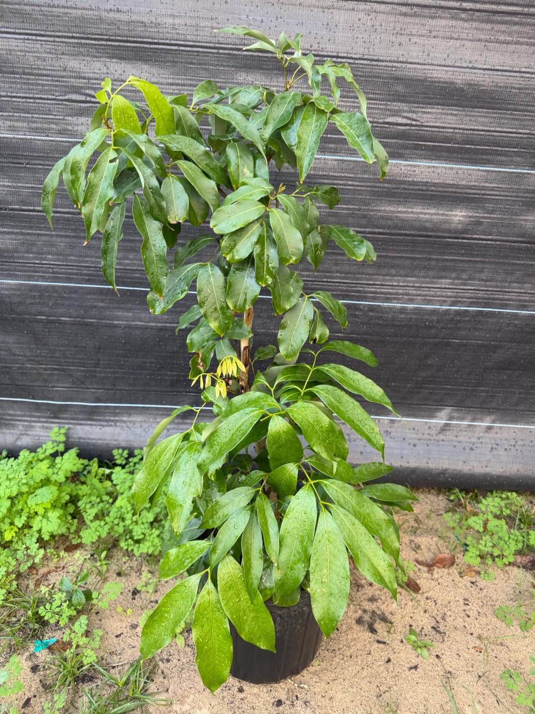 Lychee Tree, 3-gallon Pot, 3 Feet Tall, Bears Fruit Early - Air ...