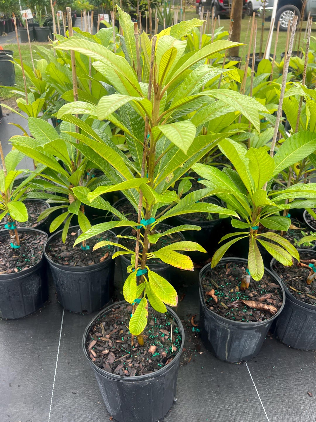 Grafted Mamey Tree in a 3-gallon Pot, 2-3 Feet Tall. Please Review the ...