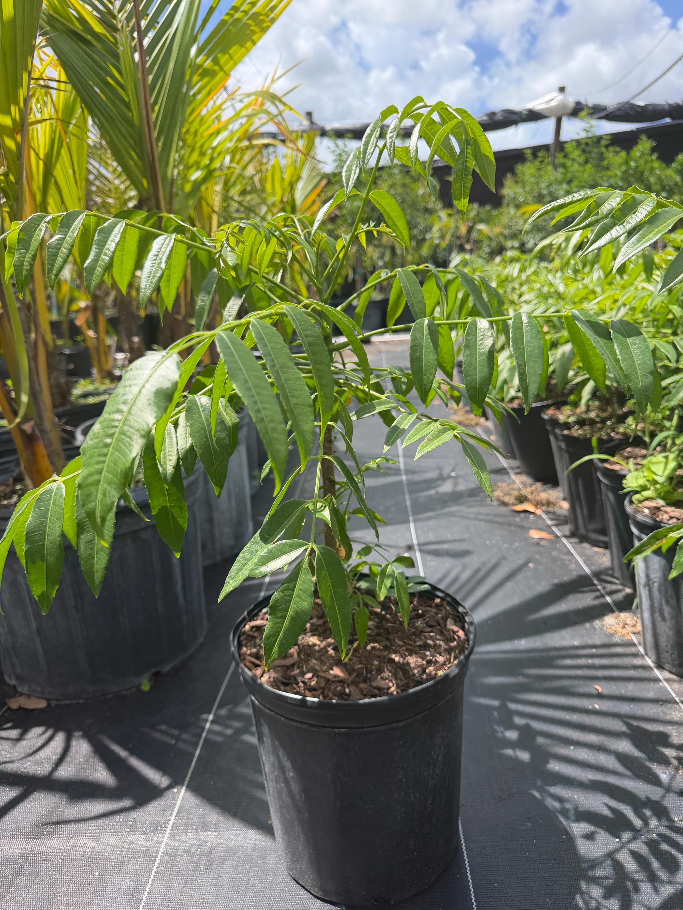 June Plum Trees Jobo Spondias Dulcis In 3 Gallon Pots Etsy