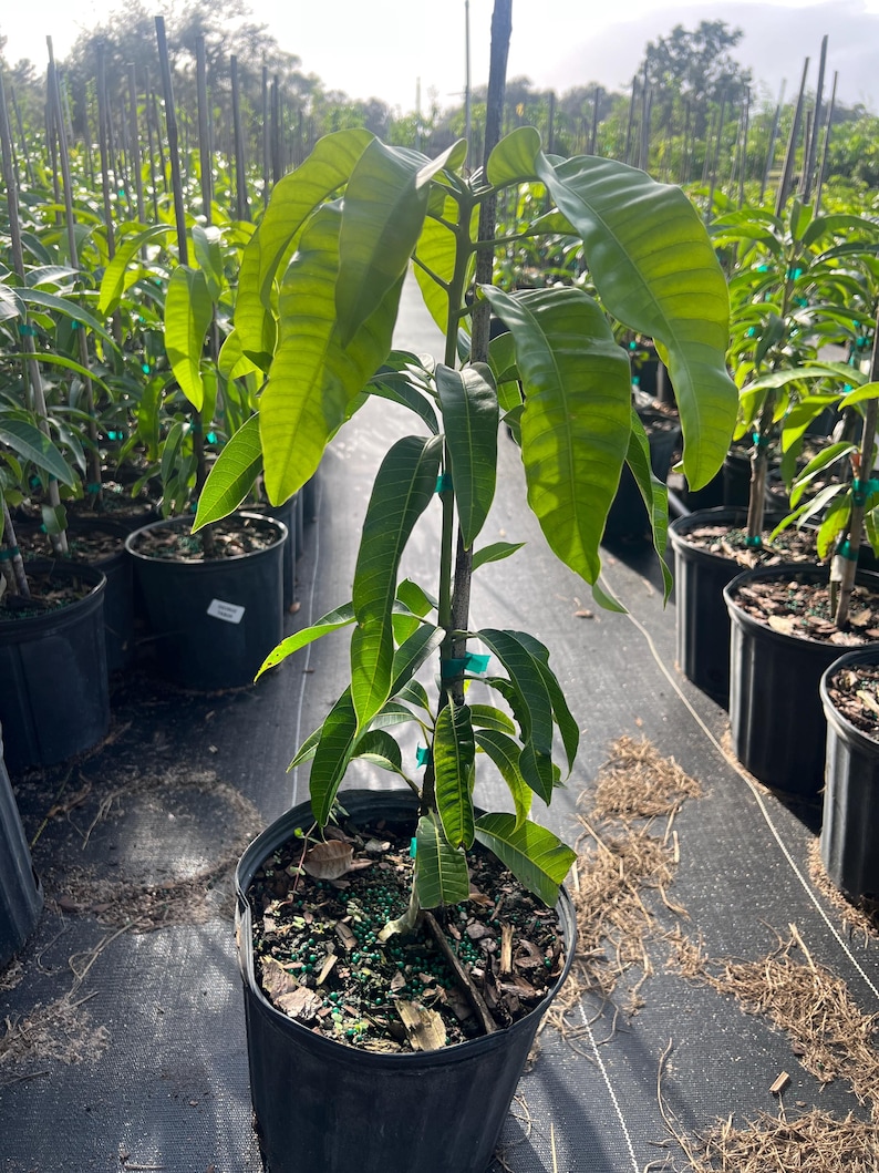 Grafted Mango Trees (tommy-carrie) - 3-gallon Grafted Mango Trees, 2-3 ...