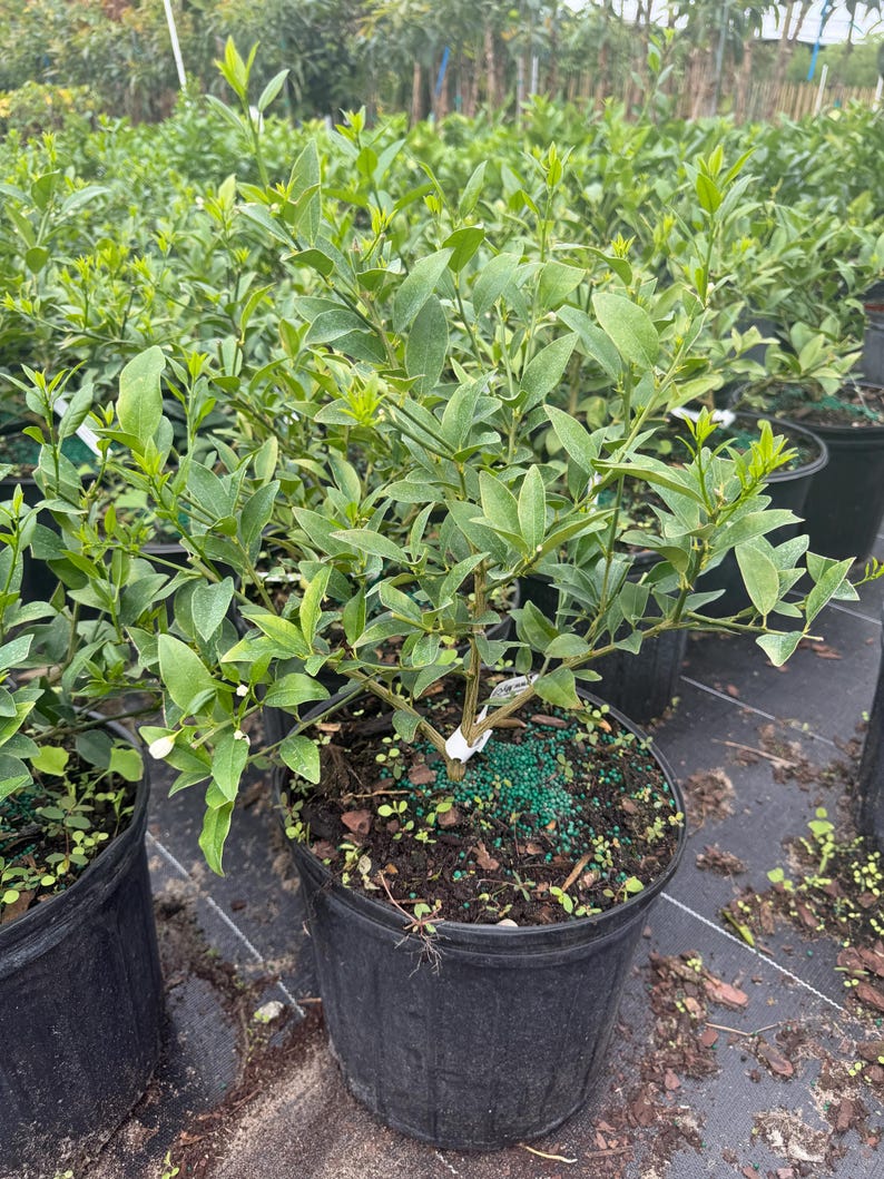Key Lime Tree (dwarf) 3-gallon Dwarf Key Lime (limequat) Tree. Florida ...