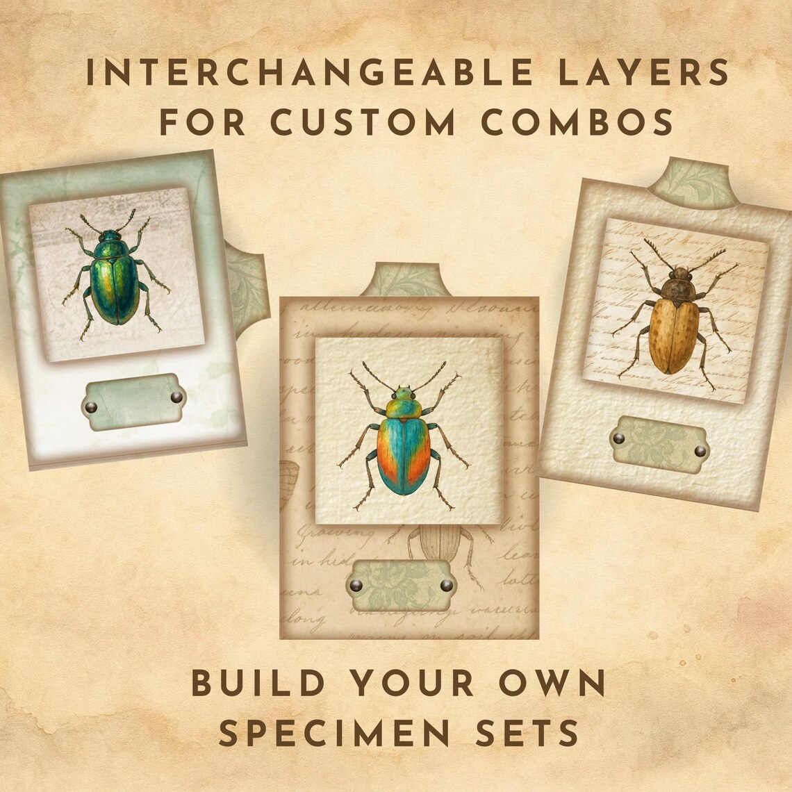 Specimen Cards Printable Junk Journal, Beetle Relics Ephemera, Pockets ...