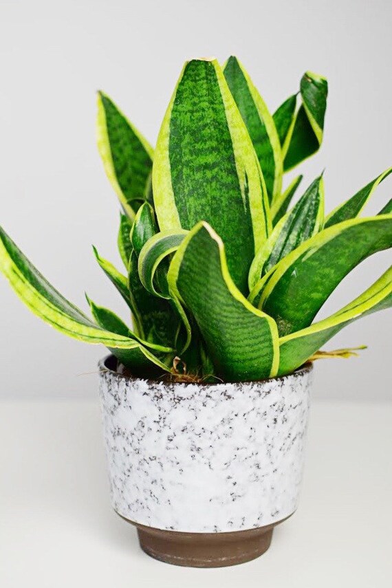 German Pottery Modernist Plant pots Vintage Decor West germany Marei ...