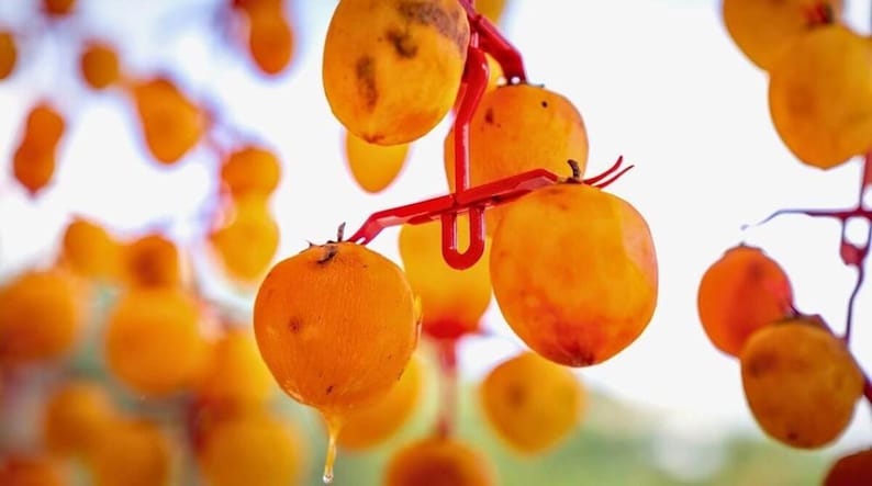 Sun-dried Turkish Persimmons: Natural Hoshigaki, Sweet & Chewy - Etsy