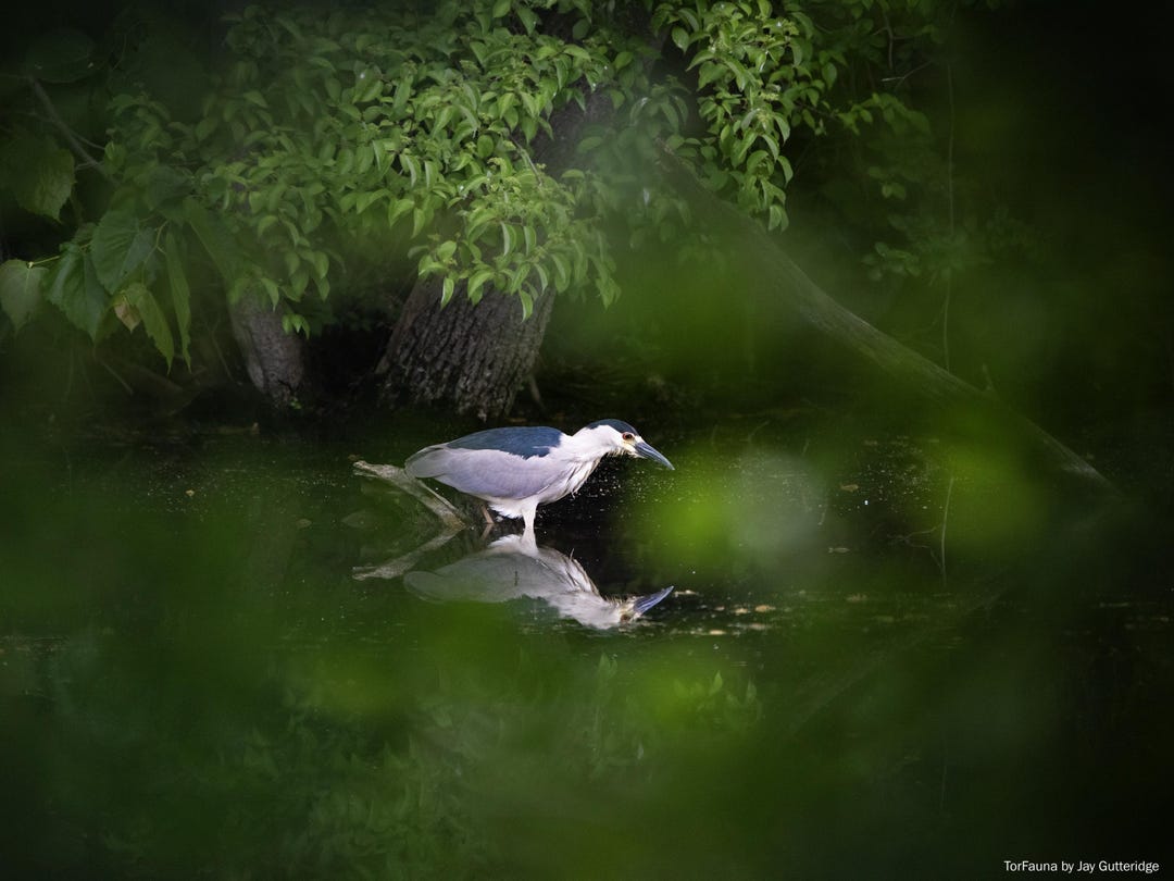 Black-crowned Night Heron Hunting Computer Desktop Wallpaper in 4 ...
