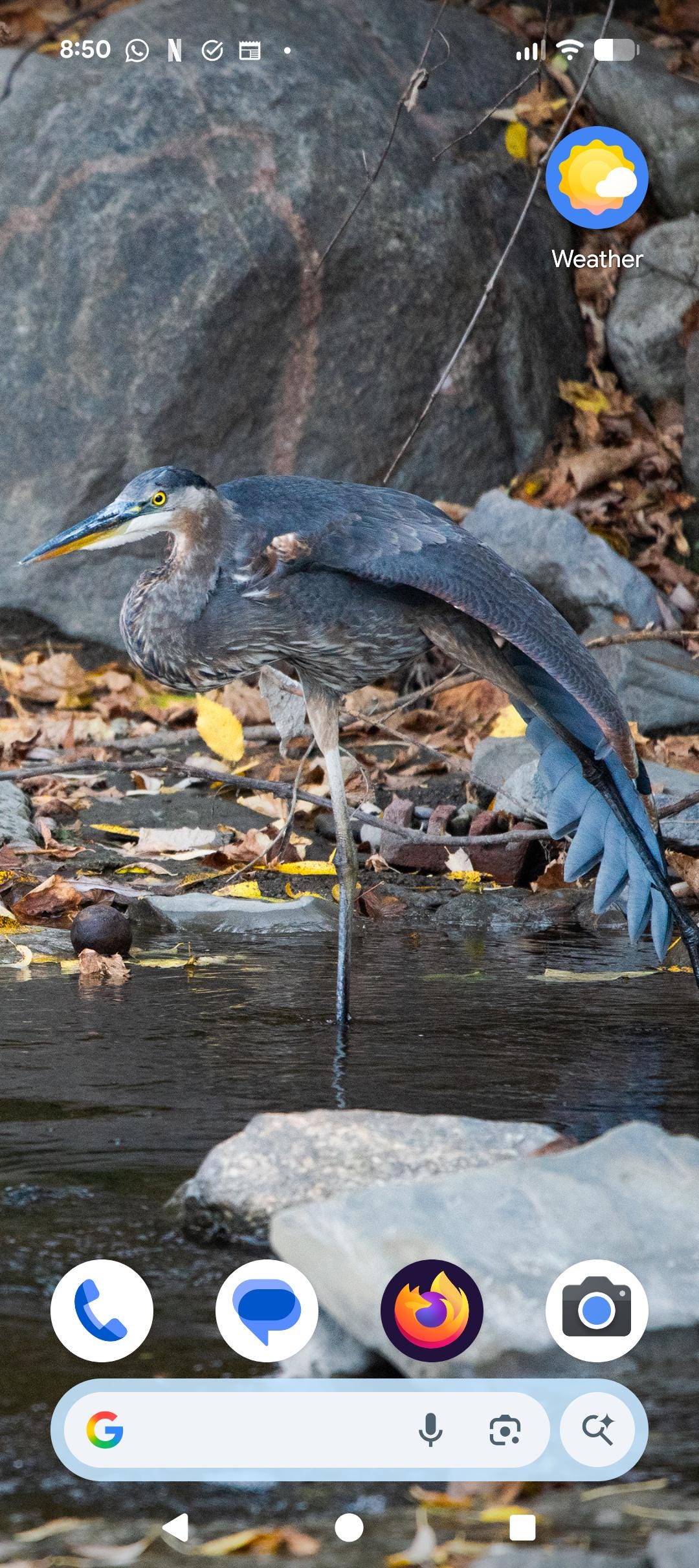 Great Blue Heron Cellphone Wallpaper for Iphone, Android Devices - Etsy