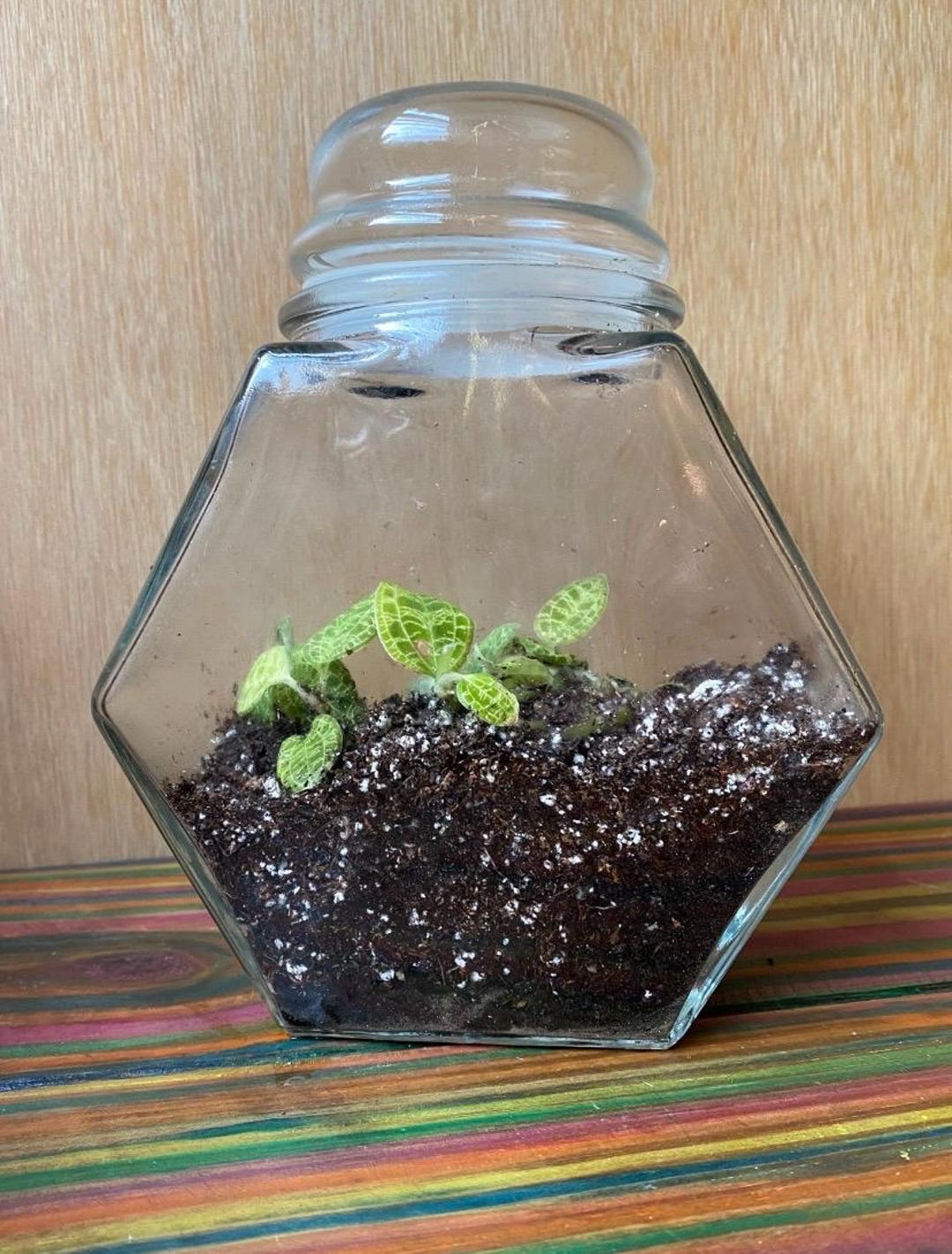Glass Hexagonal Potion Jar Terrarium, Visable Witchy Microclimate ...