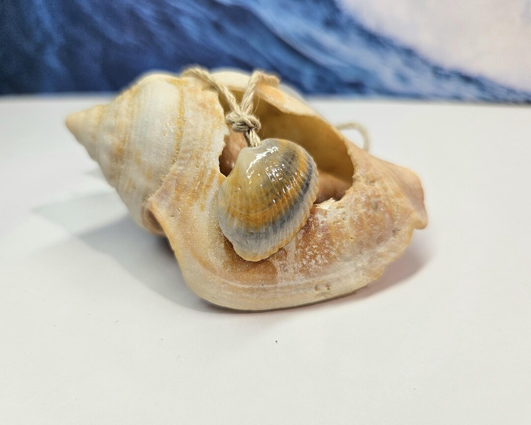 Blood Ark Clam Shell Necklace/florida Seashell/beach Jewelry/handmade ...