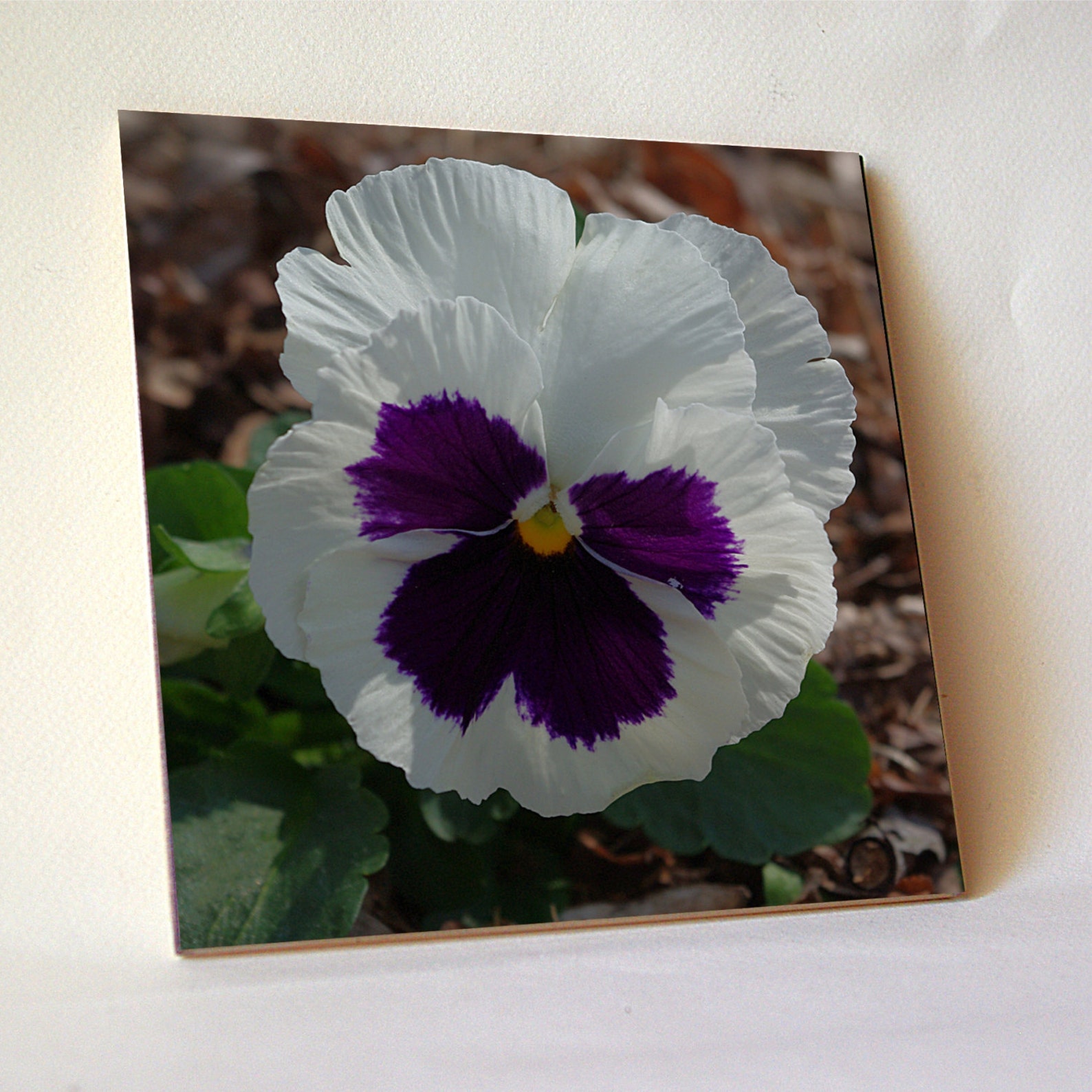 Pansy Ceramic Tile, Floral Trivet, White Flower Photograph, Gardener ...