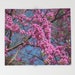 Redbud All Over Print Shirt, Floral T Shirt, Gift for Gardener, Cercis ...