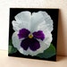 Pansy Ceramic Tile Floral Trivet White Flower Photograph | Etsy