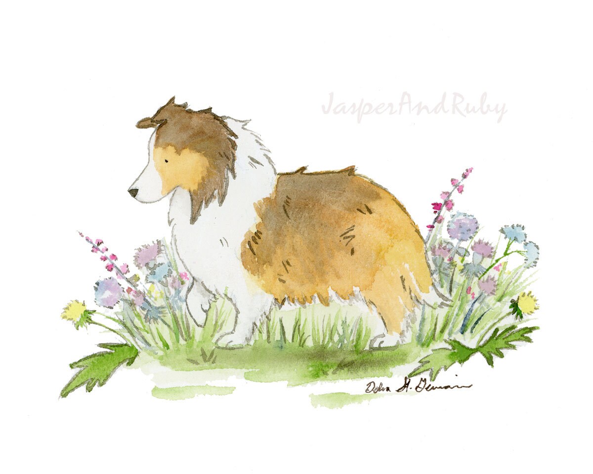 Sheltie Art Sheltie Print Sable Sheltie Shetland Sheepdog - Etsy