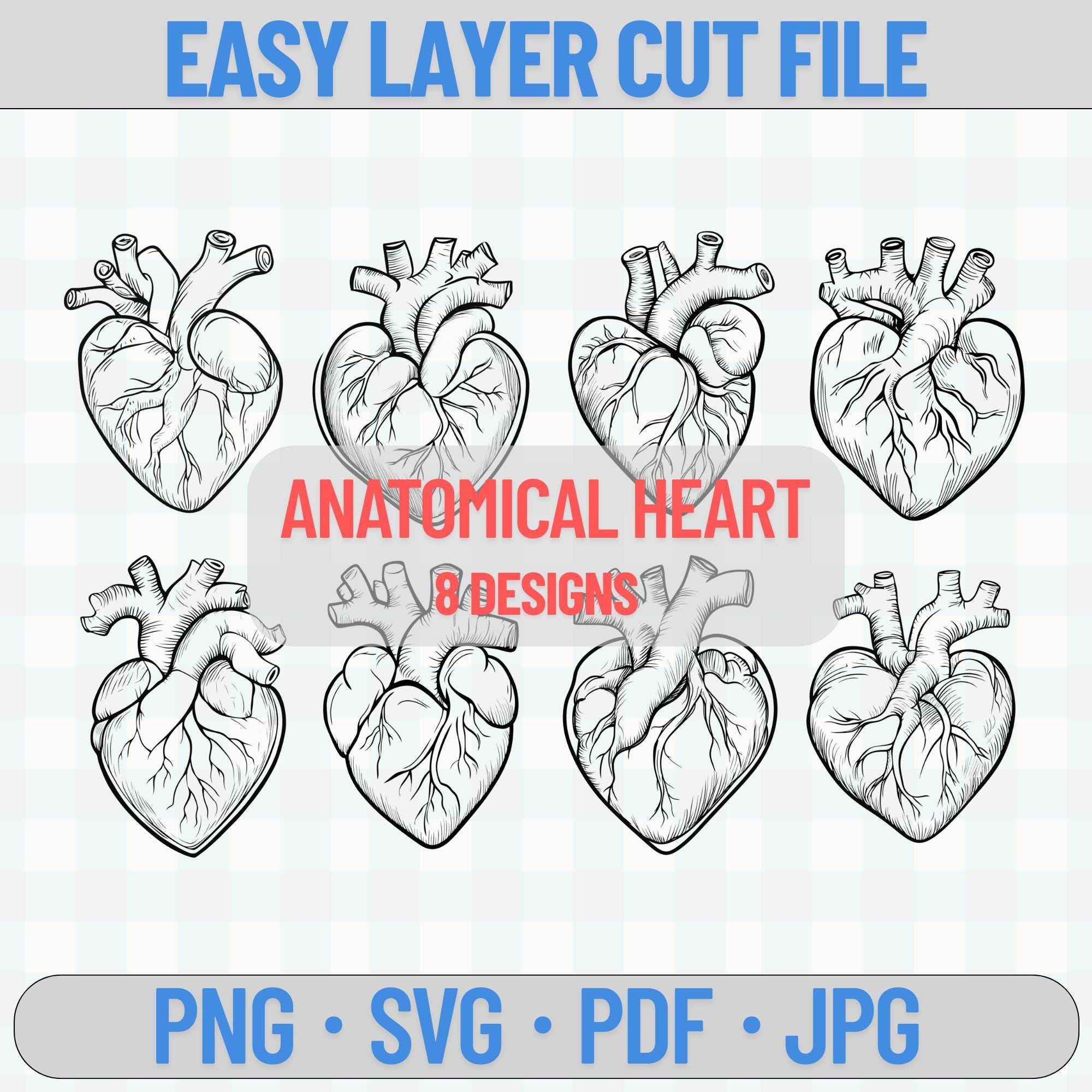 Anatomical Heart SVG Bundle, Medical Illustrations (digital Download ...