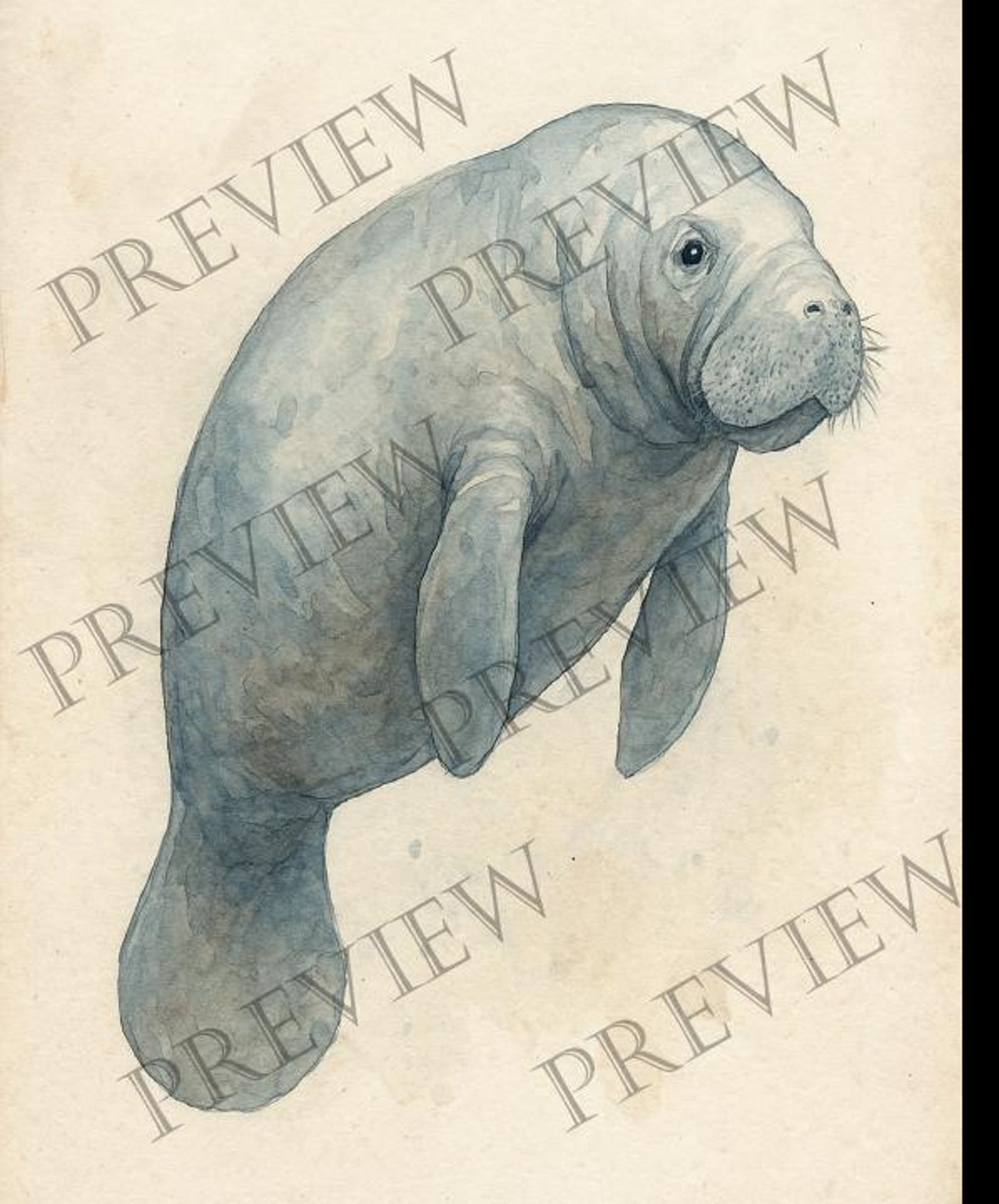 Manatee Watercolor Printable Art | Coastal Wildlife Wall Decor | Beach ...