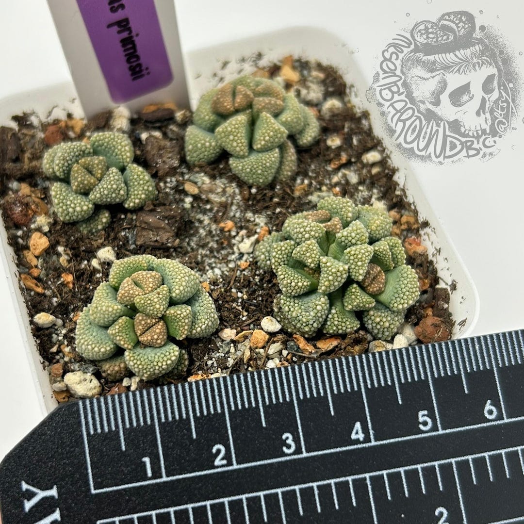 Titanopsis Primosii ONE LIVE PLANT, Concrete Leaf Plant, Rare Mesembs ...