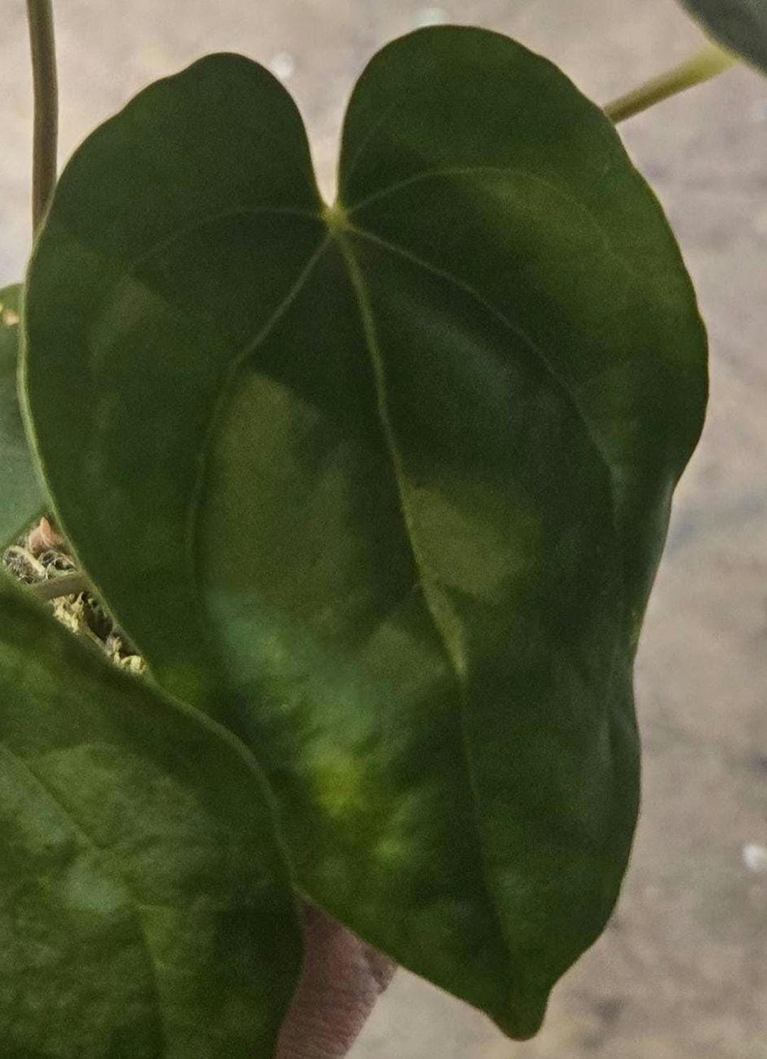 Anthurium Papillilaminum Pap 2 Plants in Pot House Plant in a 3 1/2 ...