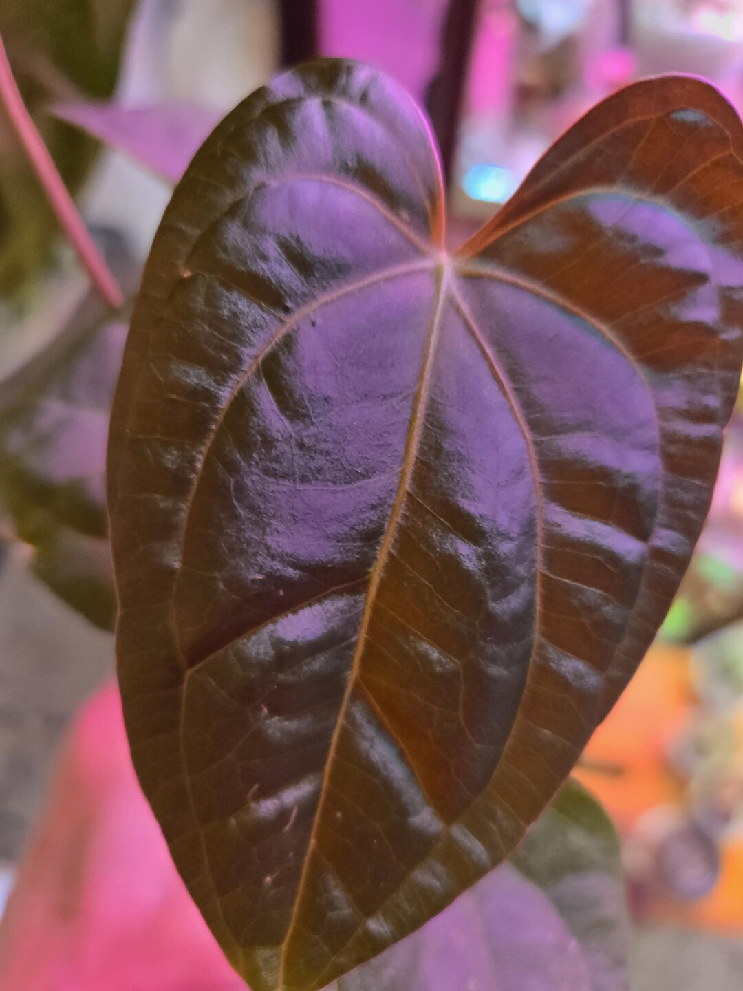 Anthurium Pure Papillilaminum Pap House Plant in a 4" Pot Fully Rooted ...