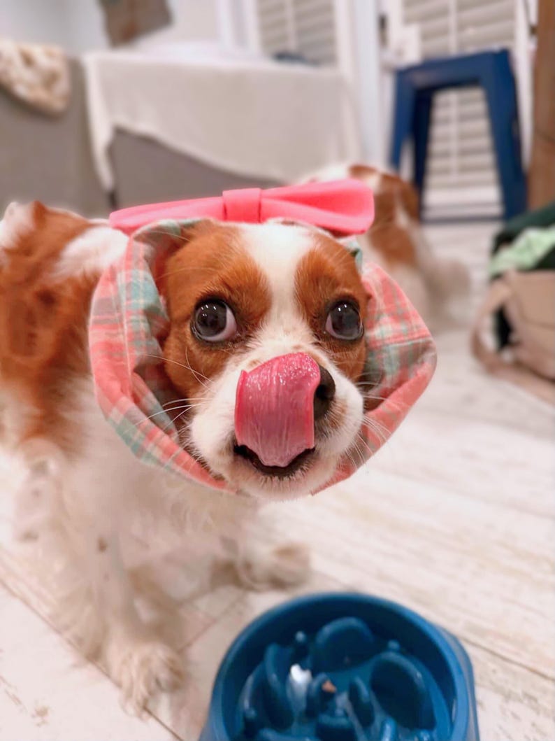 Cavalier Dog Snood, Pastel Plaid Cotton, Detachable Bow, Long Ear ...