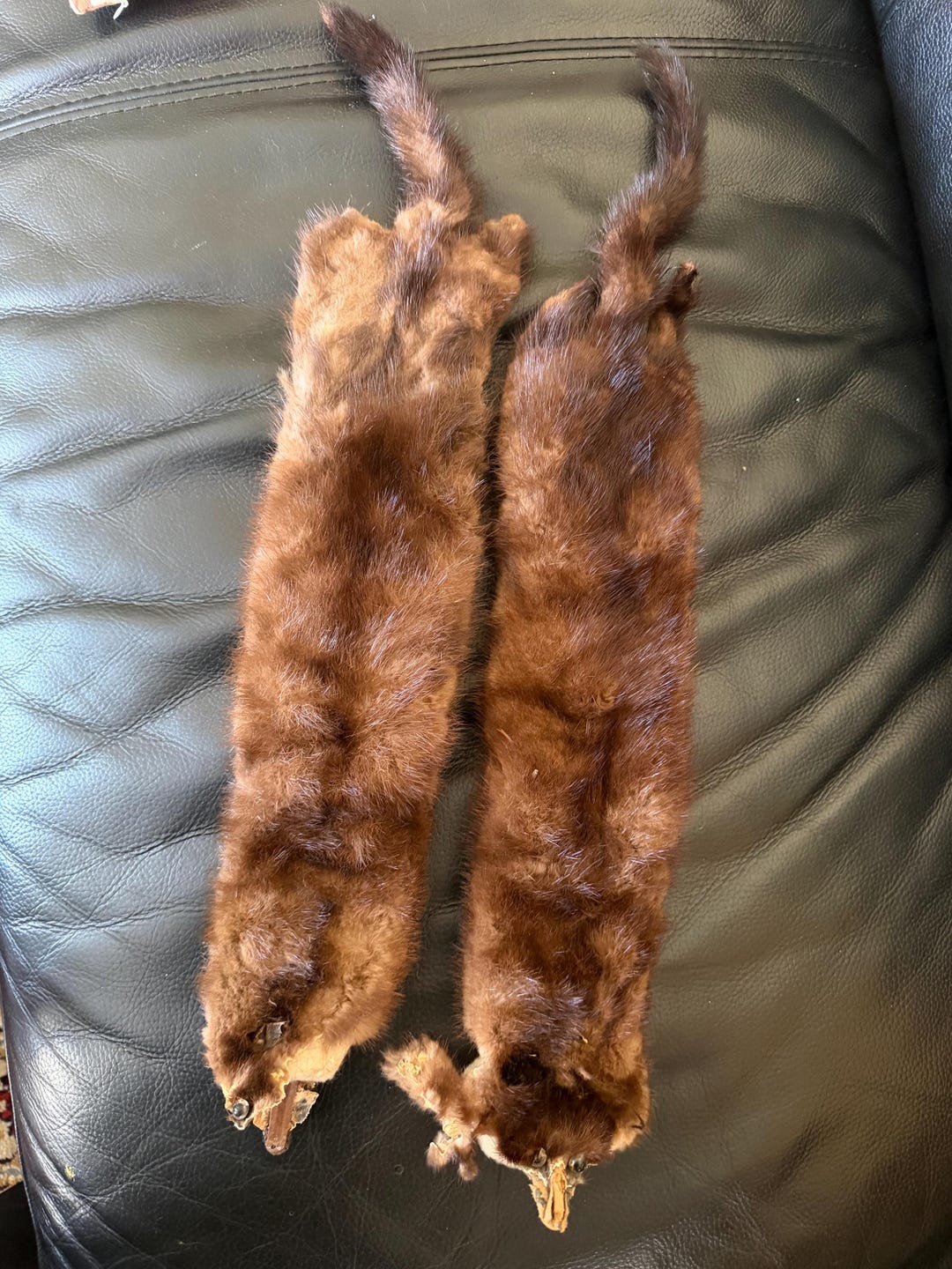 Antique Mink Taxidermy Curiosities- Set of Two - Etsy