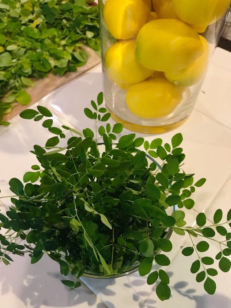 Pre-germinated Non-dwarf Moringa Oleifera Seeds Ready-to-grow Miracle ...