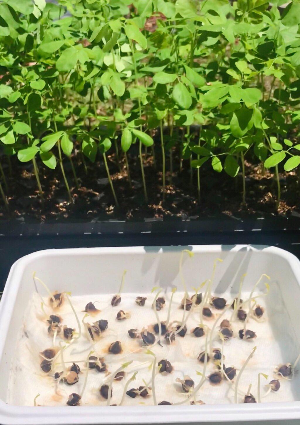 Pre-germinated Non-dwarf Moringa Oleifera Seeds Ready-to-grow Miracle ...