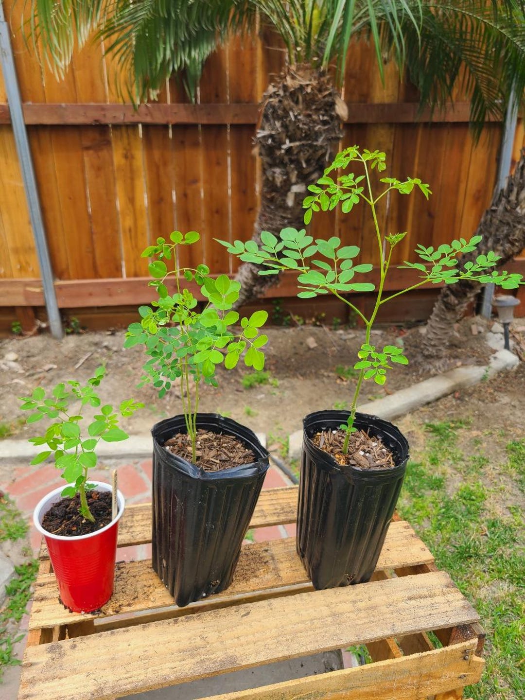 Moringa Oleifera Live Plants 2 Pack 3 Sizes Premium Superfood Miracle ...