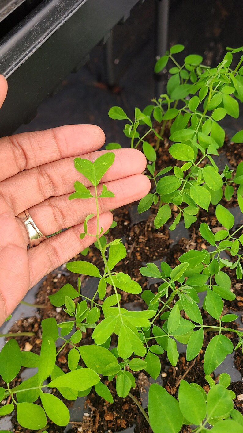 Pre-germinated Non-dwarf Moringa Oleifera Seeds Ready-to-grow Miracle ...