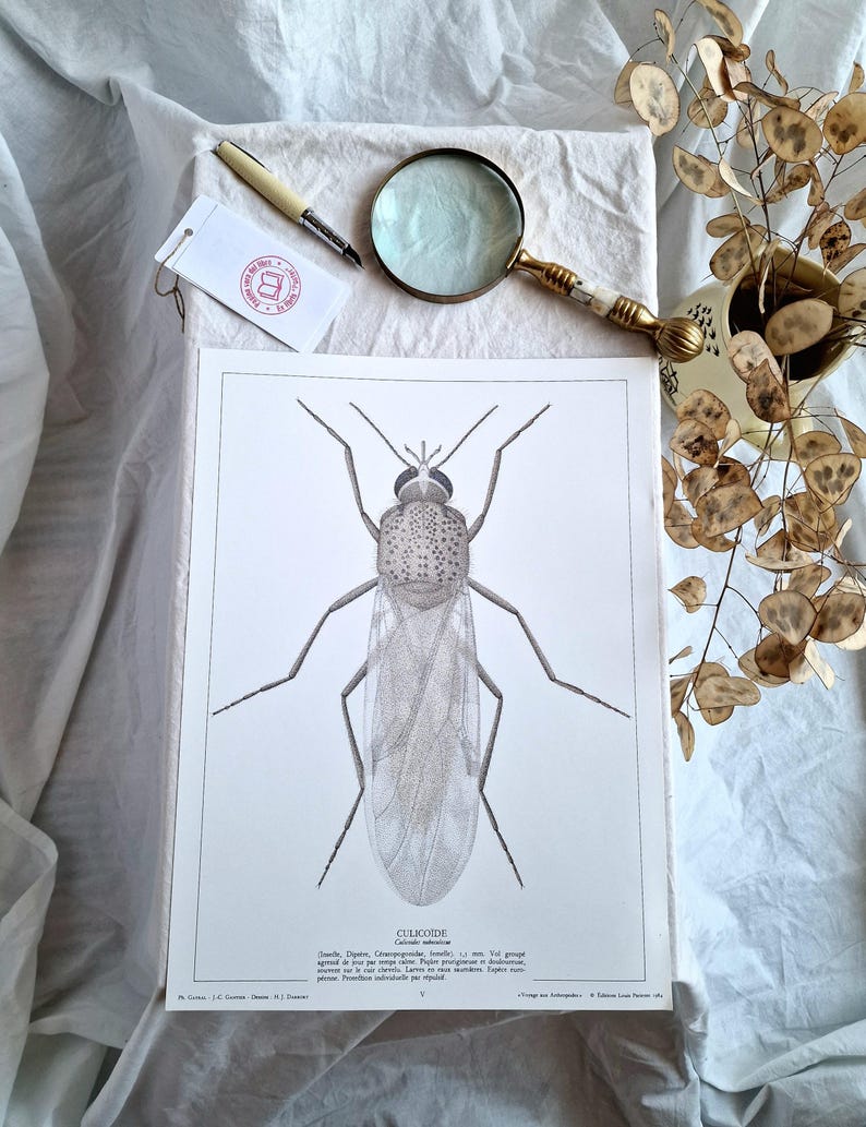 Large Vintage Biting Midge Print – Culicoides Nubeculosus Plate – 1980s ...