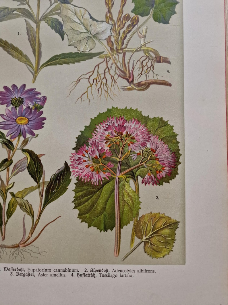 Antique Aster & Coltsfoot Botanical Print 1911 – German Lithograph ...