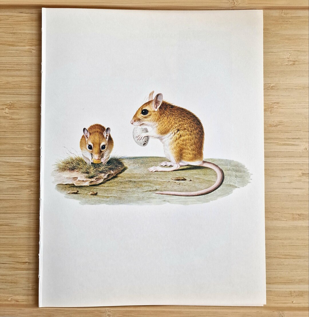1970s Algerian Gerbil Print Gerbillus Gerbillus, Vintage Rodent Animal ...