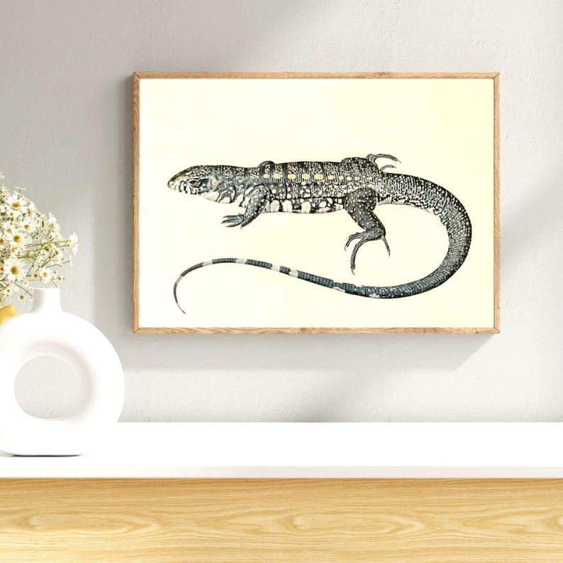 Vintage Tegu Lizard Print 1970s – French Reptile Lithograph, Tupinambis ...