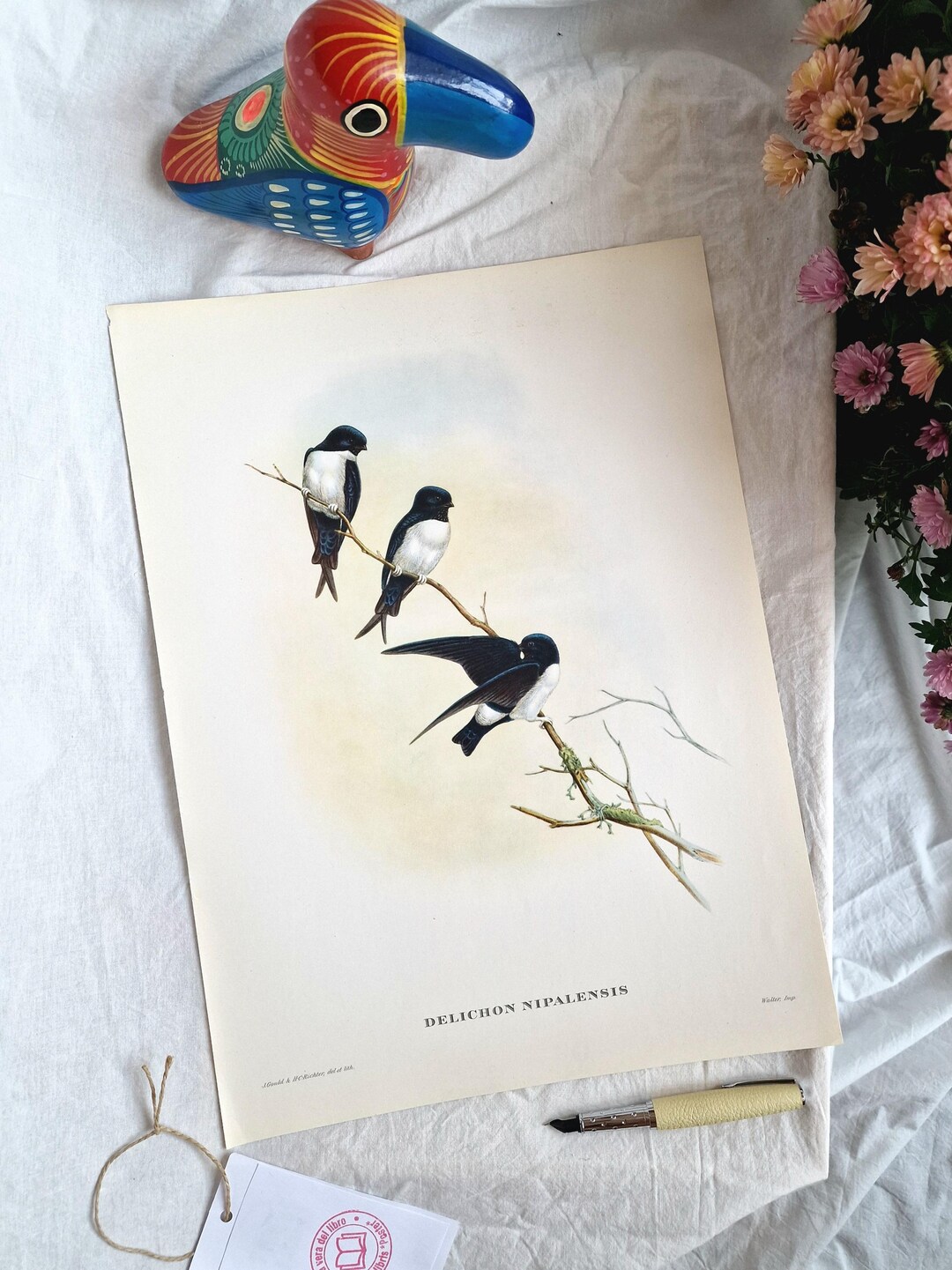 John Gould Asian House Martin Lithograph – Delichon Nipalensis, Large ...