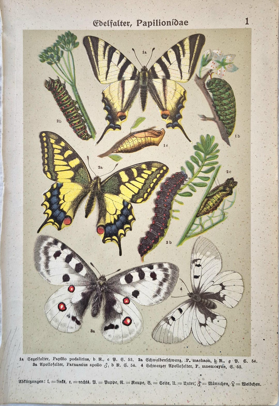 Antique Papilionidae Butterfly Print 1911 – Swallowtail & Apollo ...