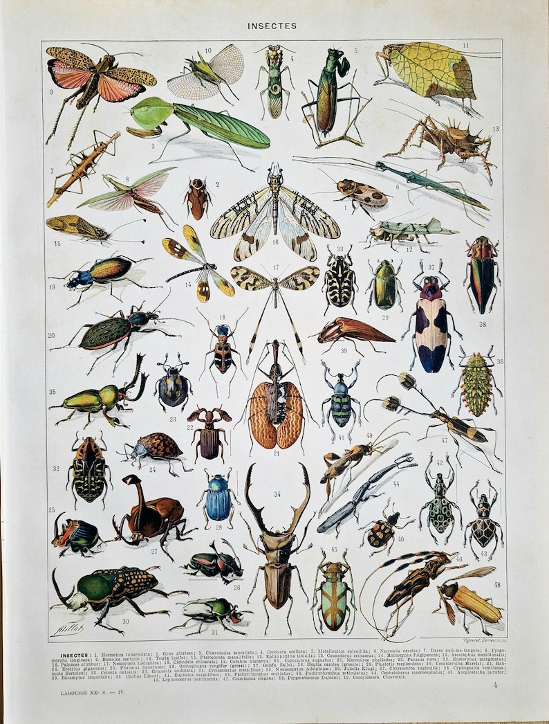 1920s Insects Print, Adolphe Millot Entomology Lithograph, Antique ...