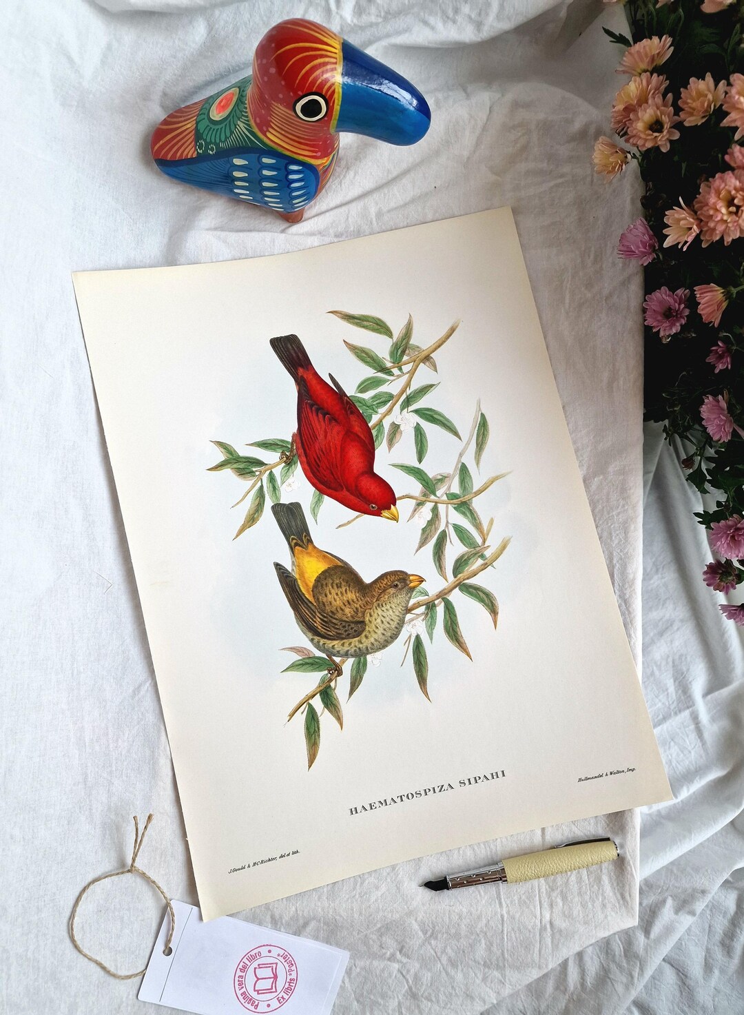 1955 John Gould Scarlet Finch Lithograph – Haematospiza Sipahi ...