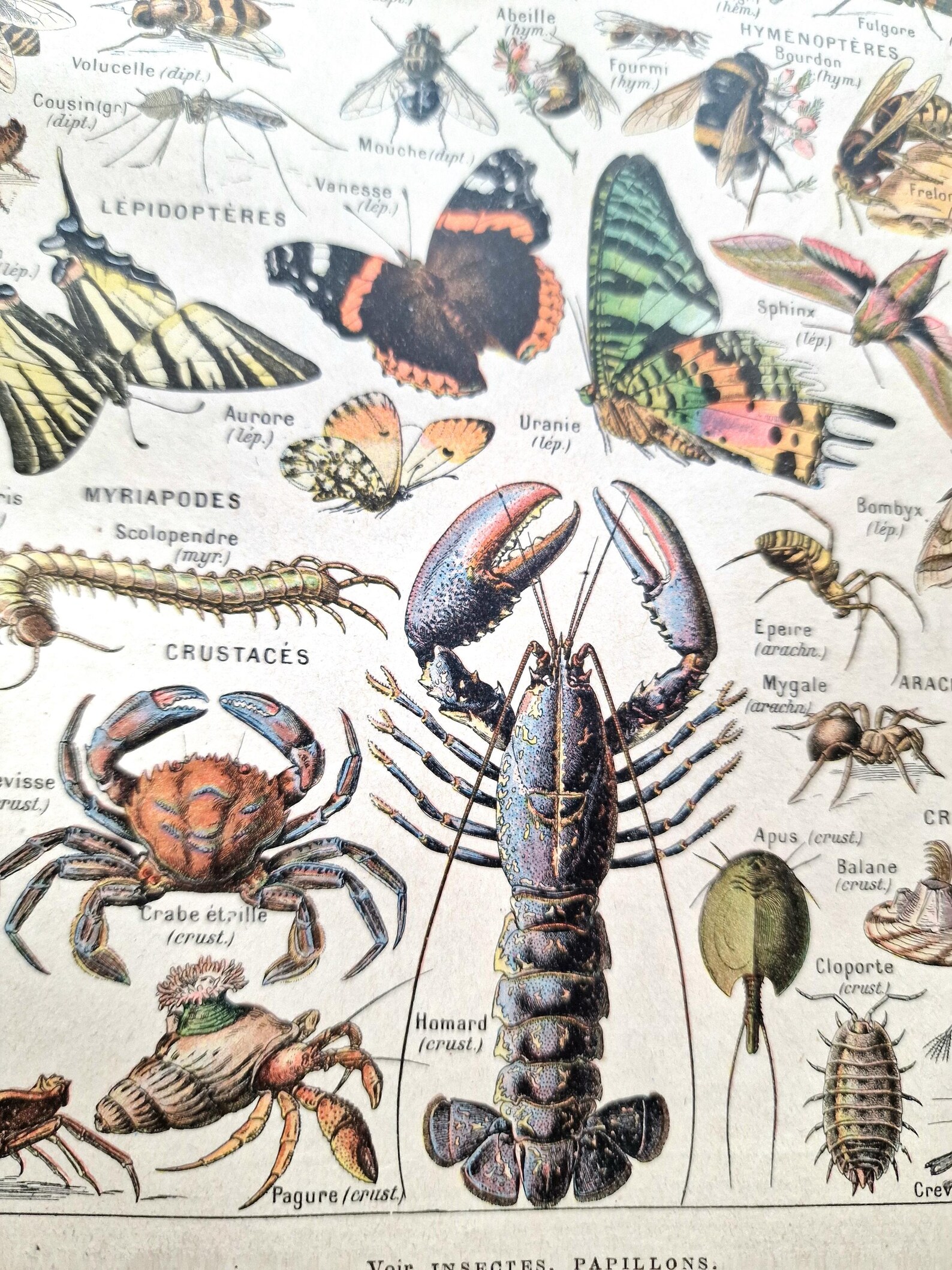 Vintage Arthropods Print 1922 – French Color Insect & Crustacean ...