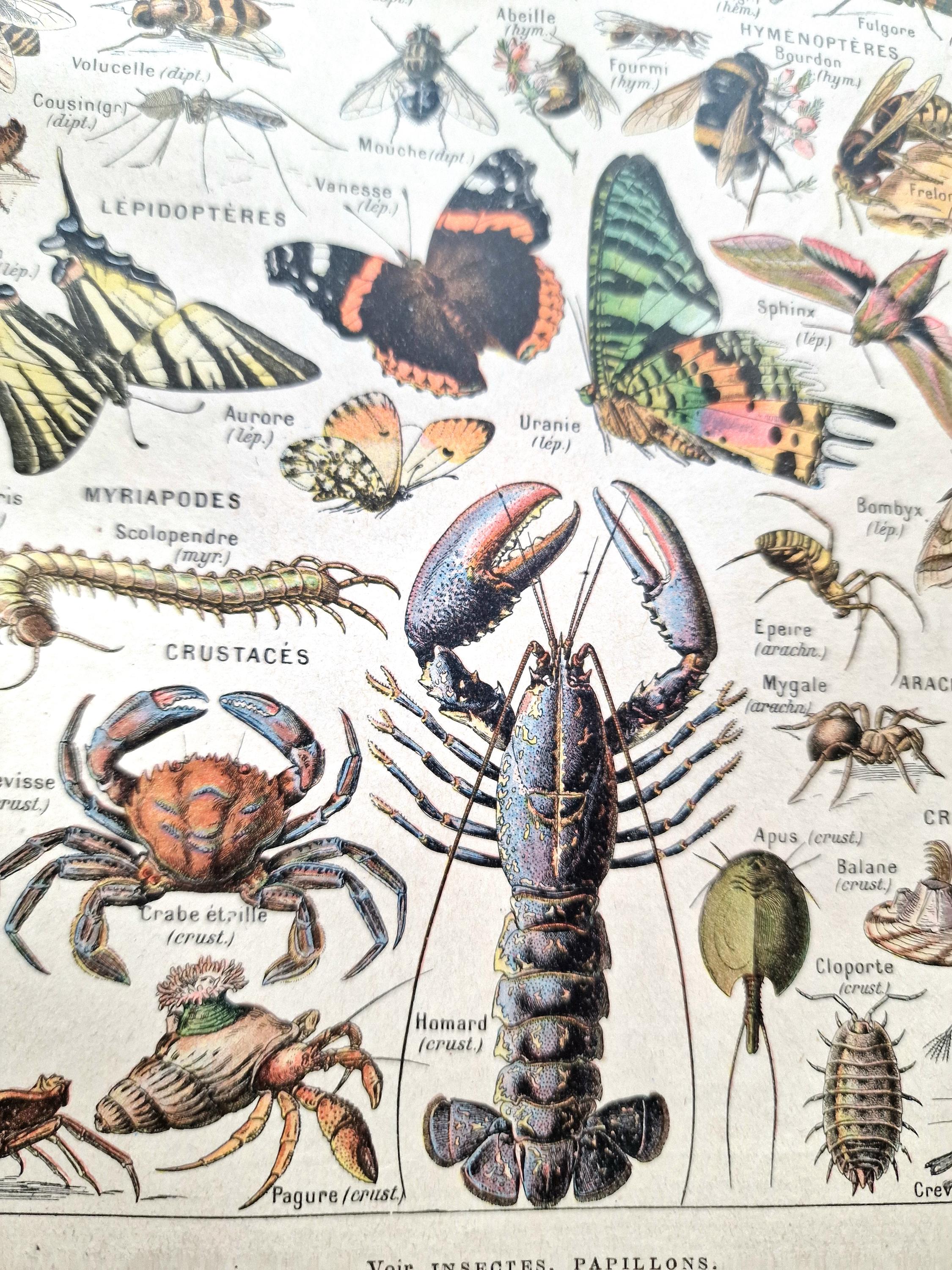 Vintage Arthropods Print 1922 – French Color Insect & Crustacean ...