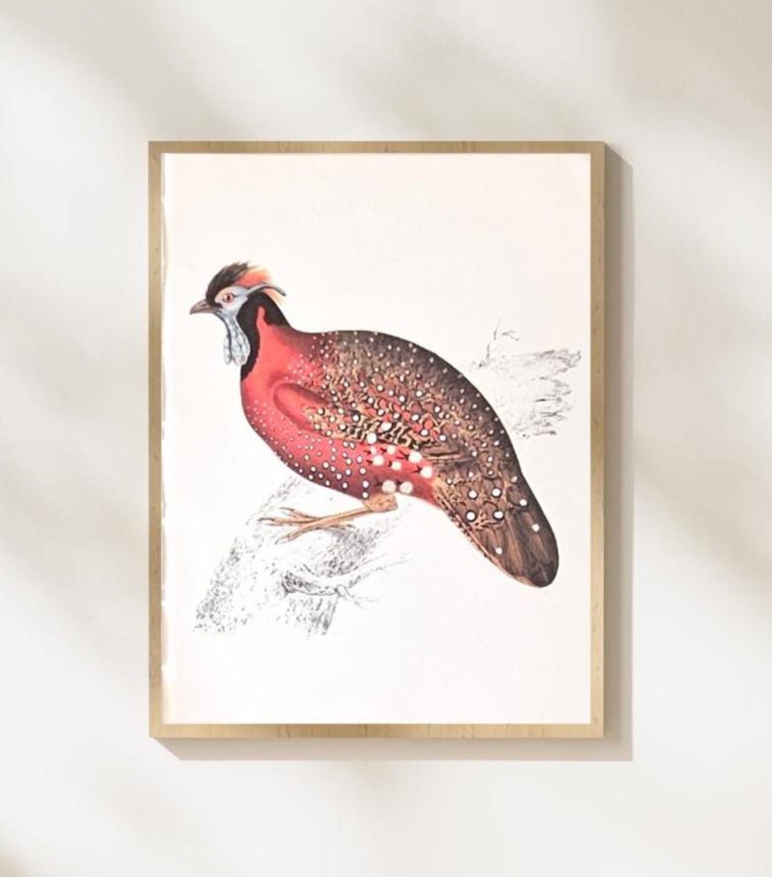 Satyr Tragopan Print – 1970s Vintage Bird Illustration, Original Animal ...