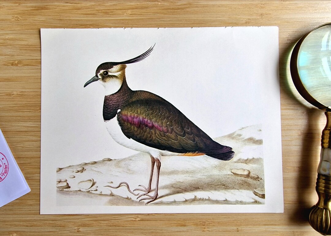 1970s Lapwing Print Vanellus Vanellus – Vintage Bird Illustration ...
