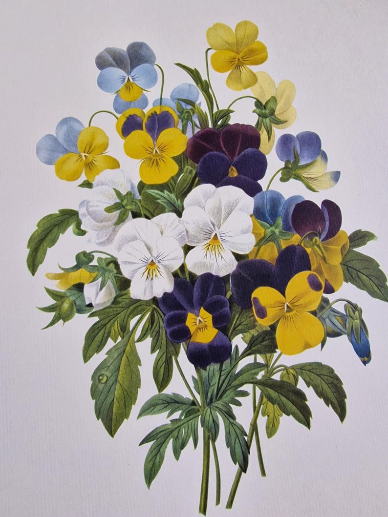 Pierre-joseph Redouté Flowers – Vintage Pansies Print, Large Botanical ...