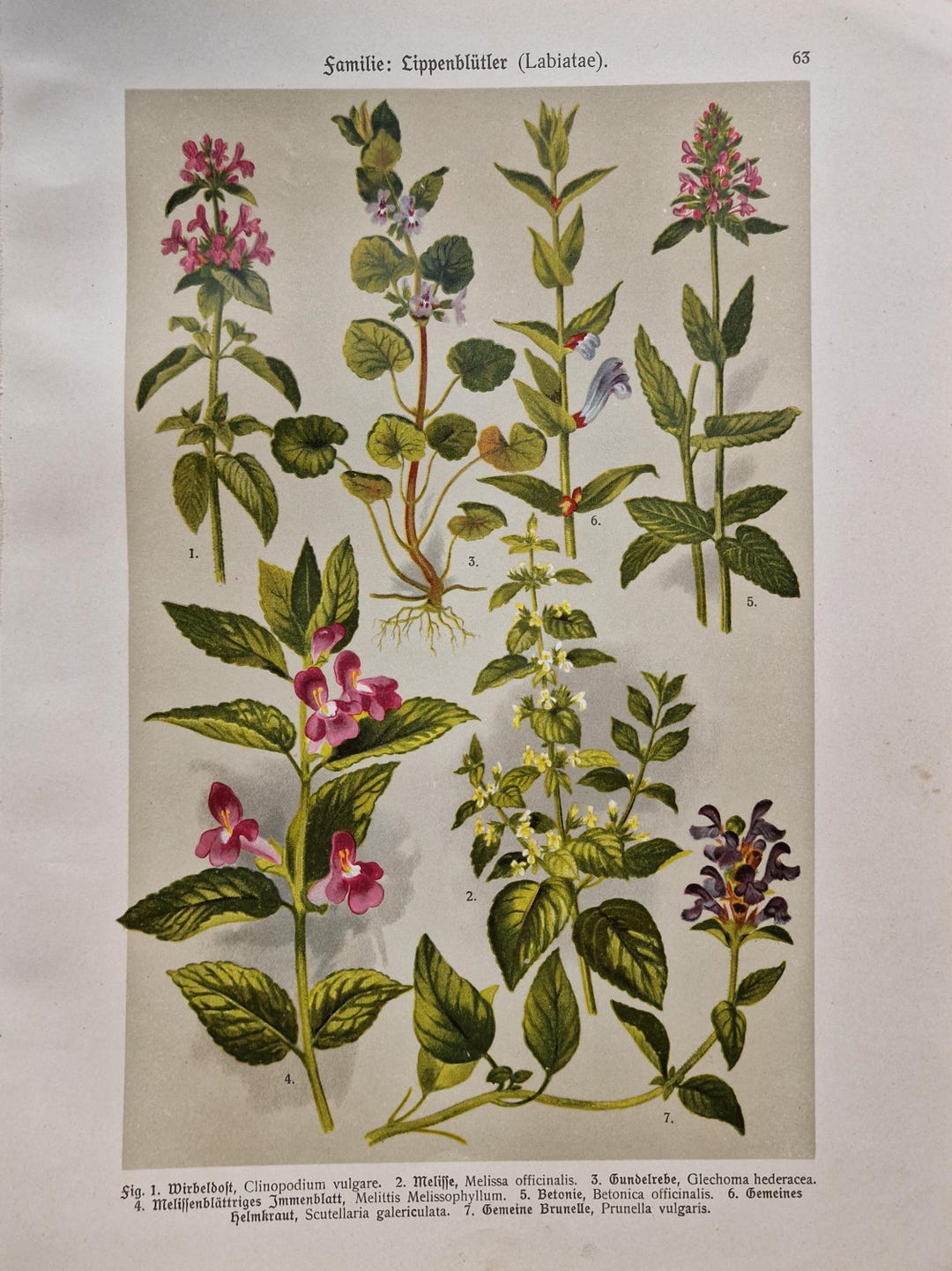 Antique Botanical Mint Family Print 1911 – Melissa Prunella Mint ...