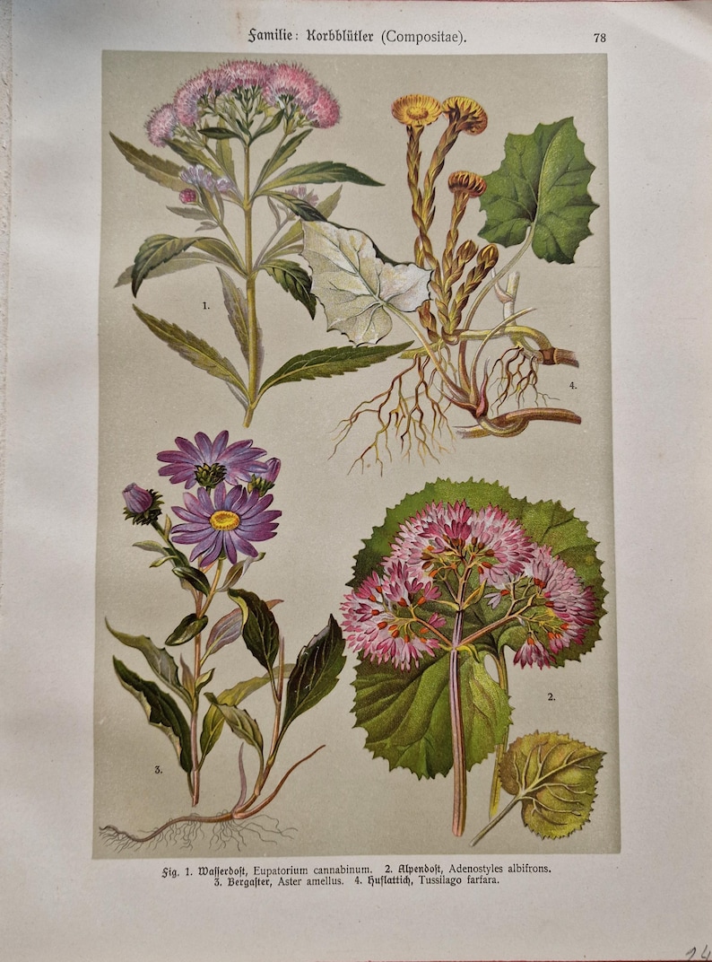 Antique Aster & Coltsfoot Botanical Print 1911 – German Lithograph ...