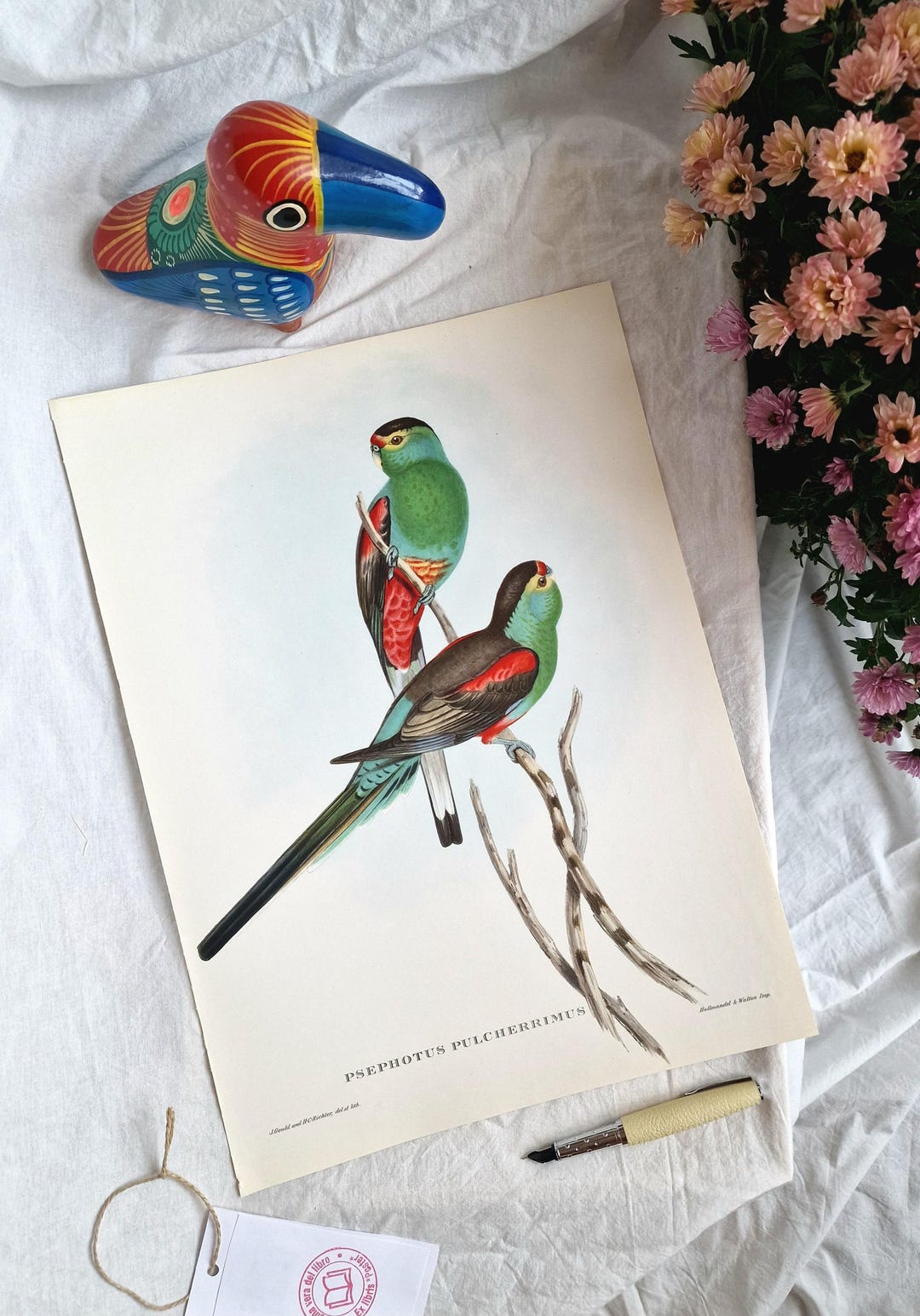 John Gould Paradise Parrot Lithograph – Psephotus Pulcherrimus, Large ...