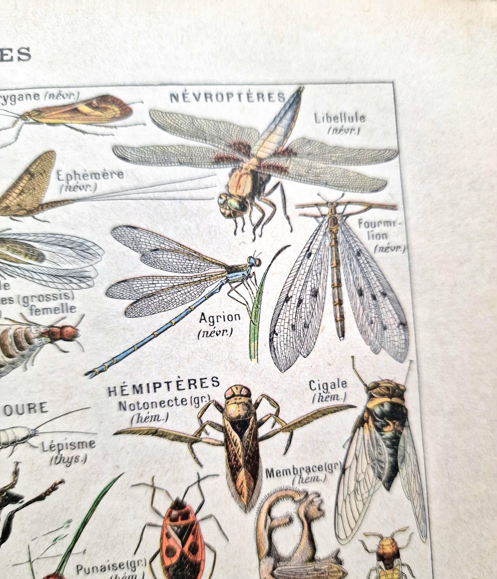 Vintage Arthropods Print 1922 – French Color Insect & Crustacean ...