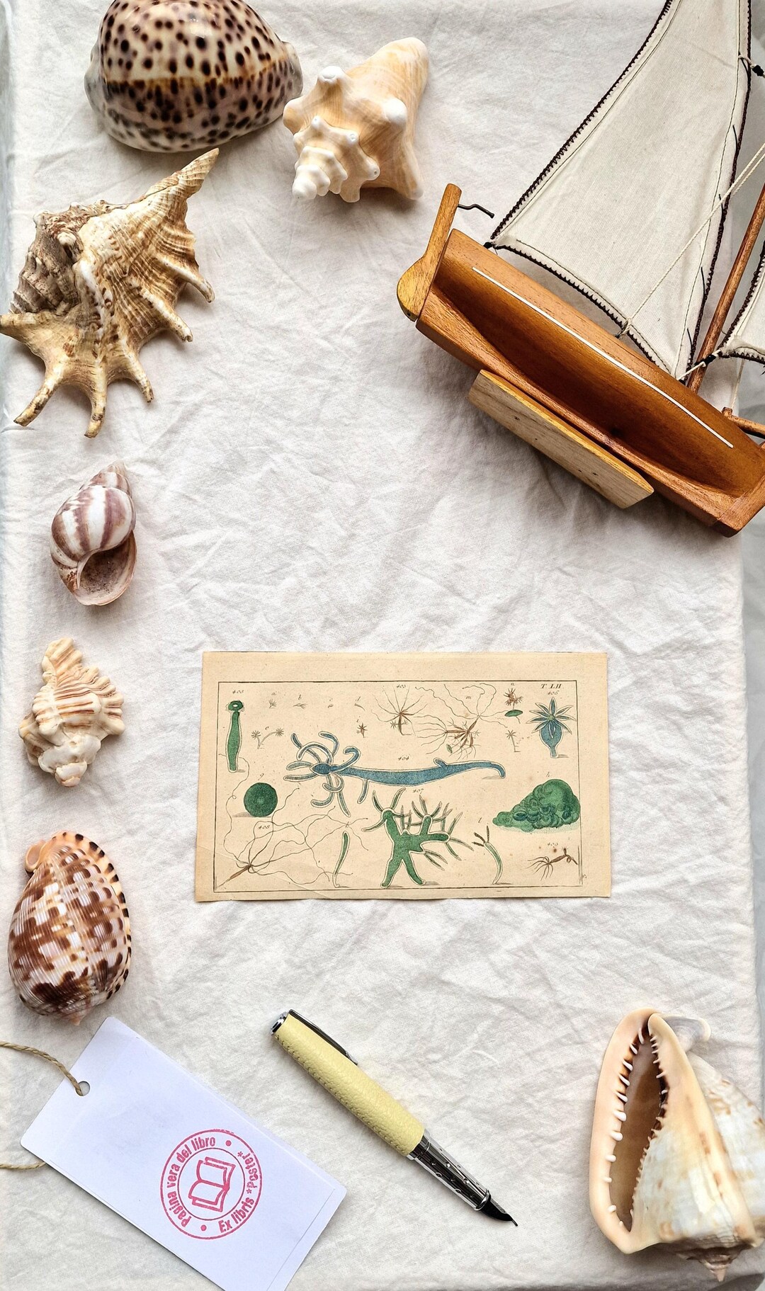 Antique Hydra & Micro Marine Life Engraving, 1800s Hand-colored Natural ...