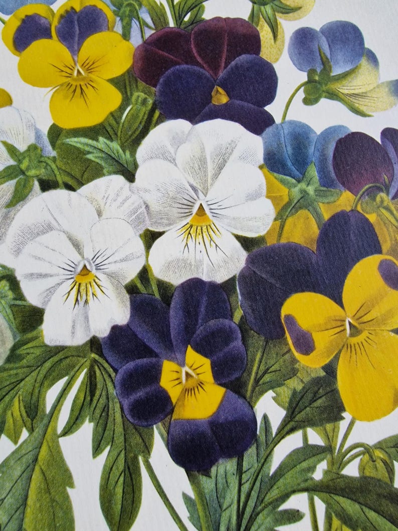 Pierre-joseph Redouté Flowers – Vintage Pansies Print, Large Botanical ...