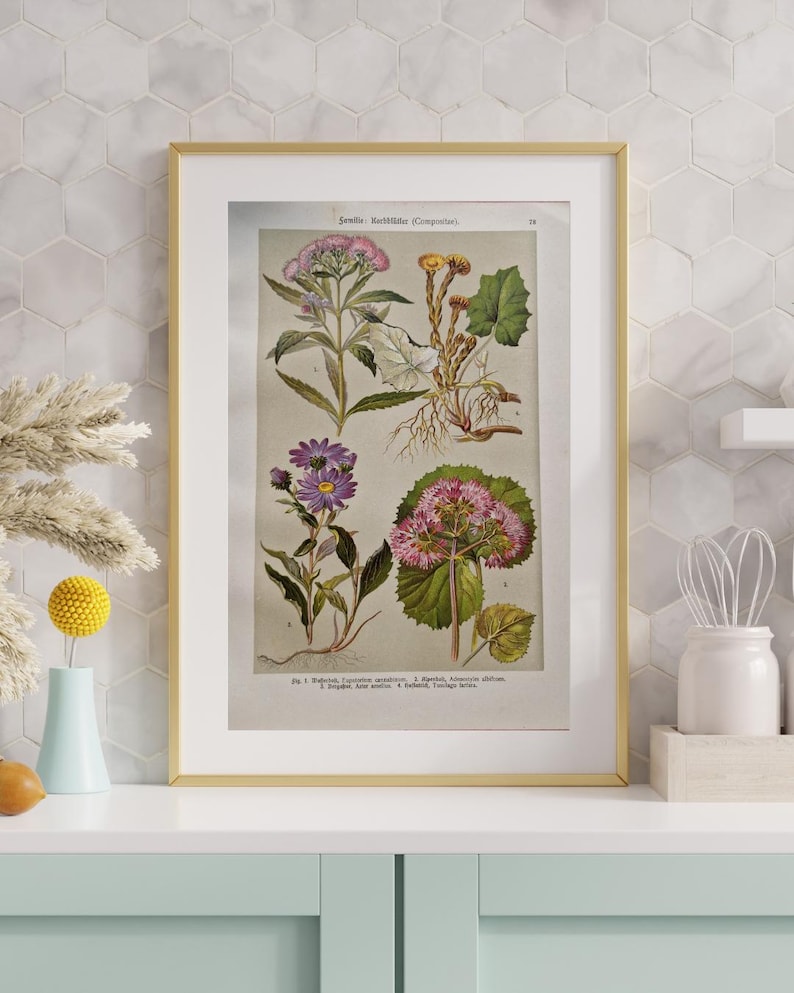 Antique Aster & Coltsfoot Botanical Print 1911 – German Lithograph ...