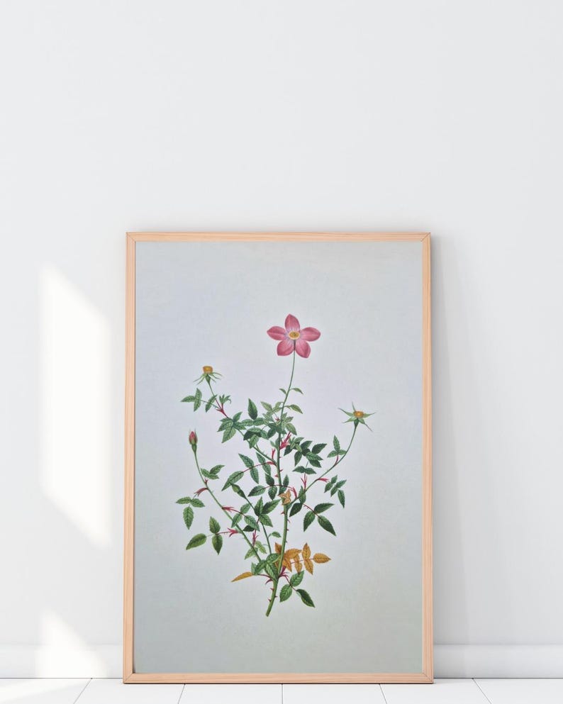 Pierre-joseph Redouté Rose – Rosa Indica Pumila, Antique Botanical ...